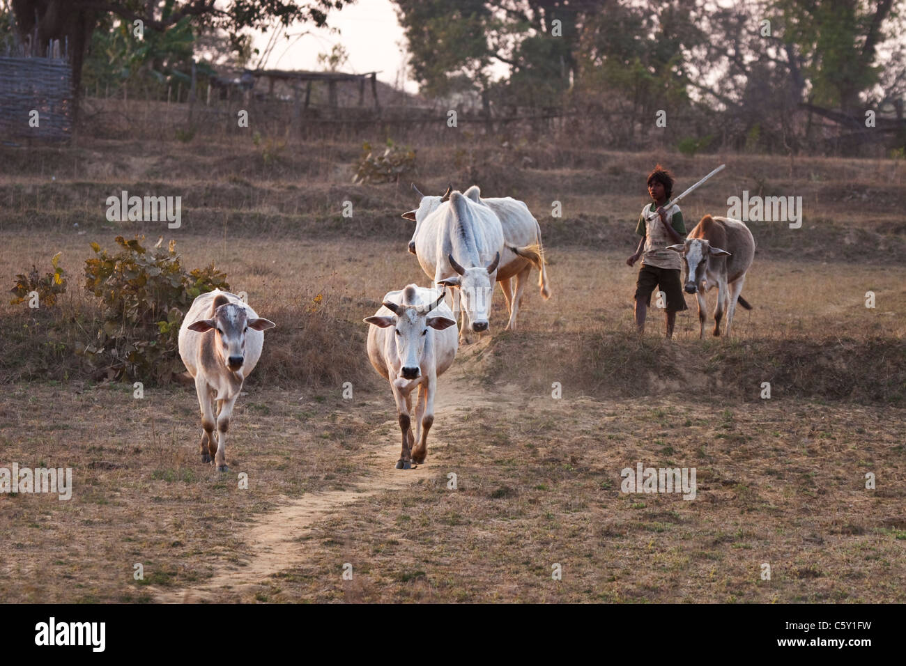 Indian farm animals hi-res stock photography and images - Alamy