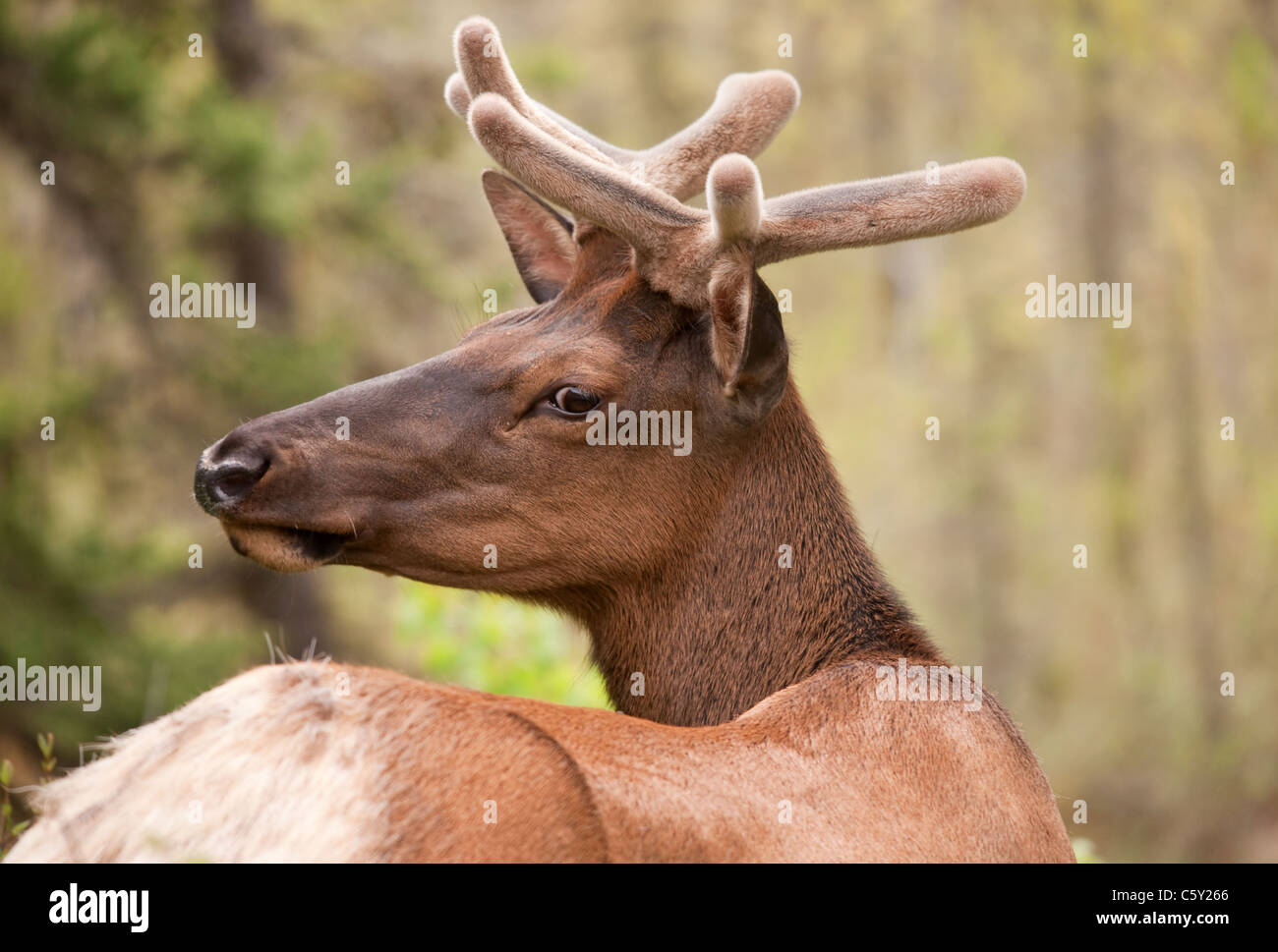 A close up horizontal shot of a young male elk watching for danger ...