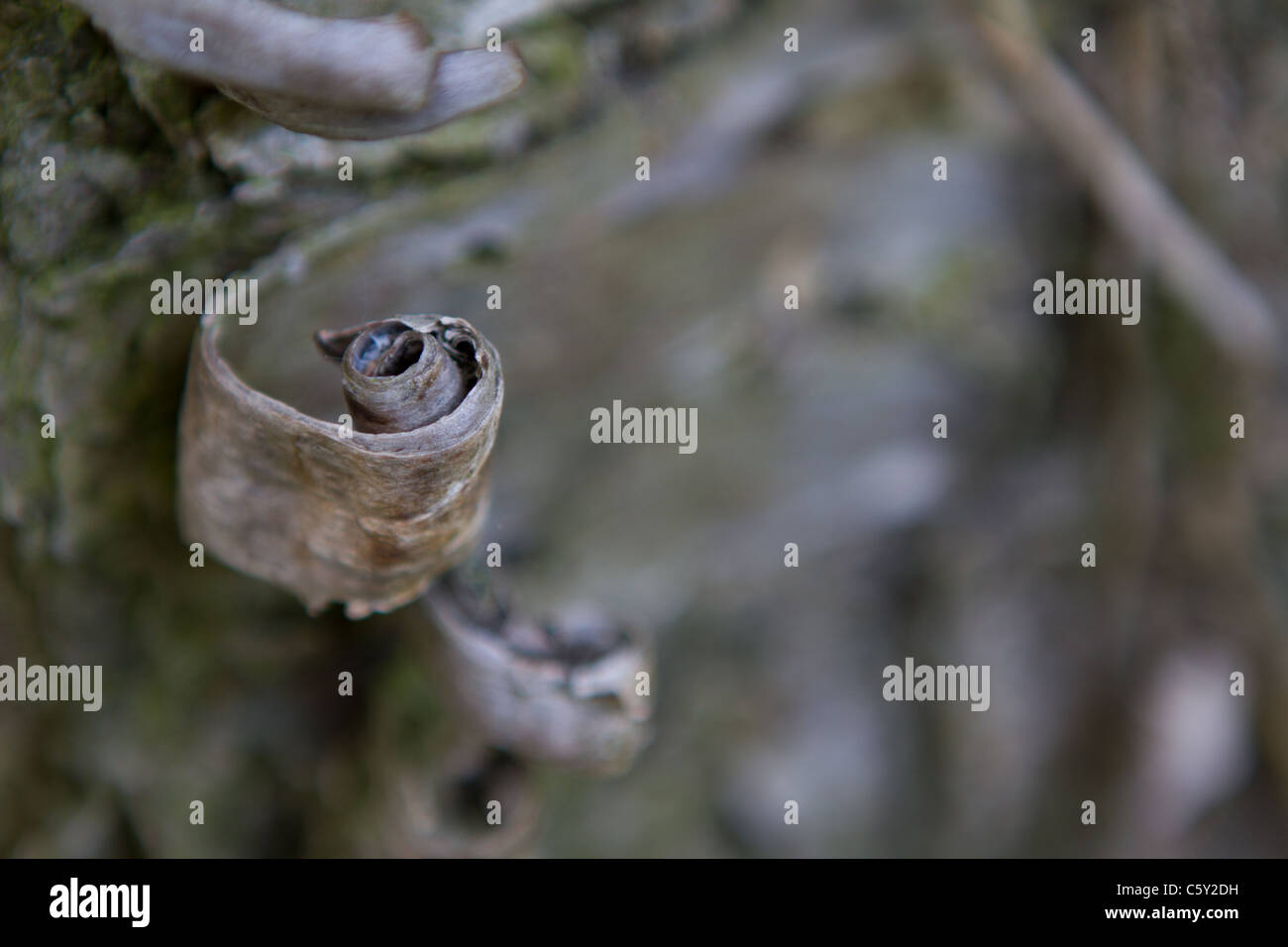 Well rooted tree hi-res stock photography and images - Alamy