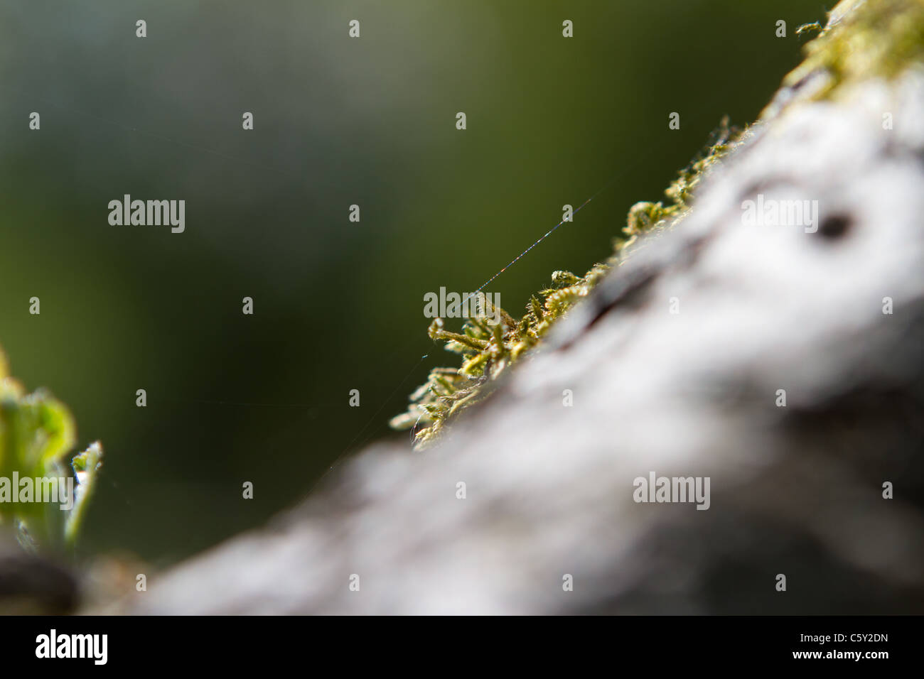 spider thread on tree Stock Photo - Alamy