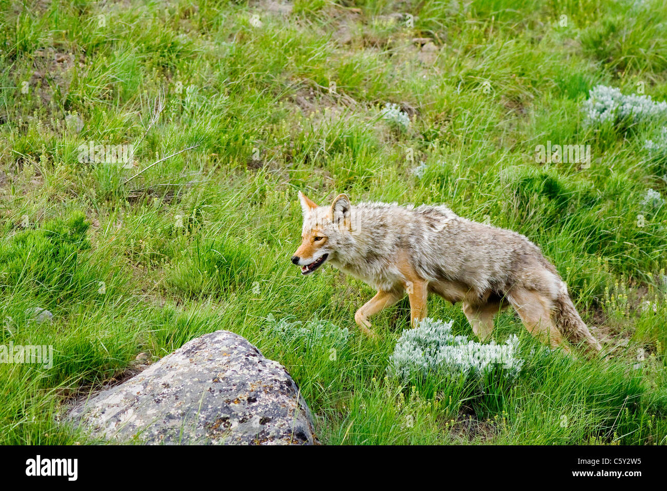 Coyote predator hi-res stock photography and images - Alamy