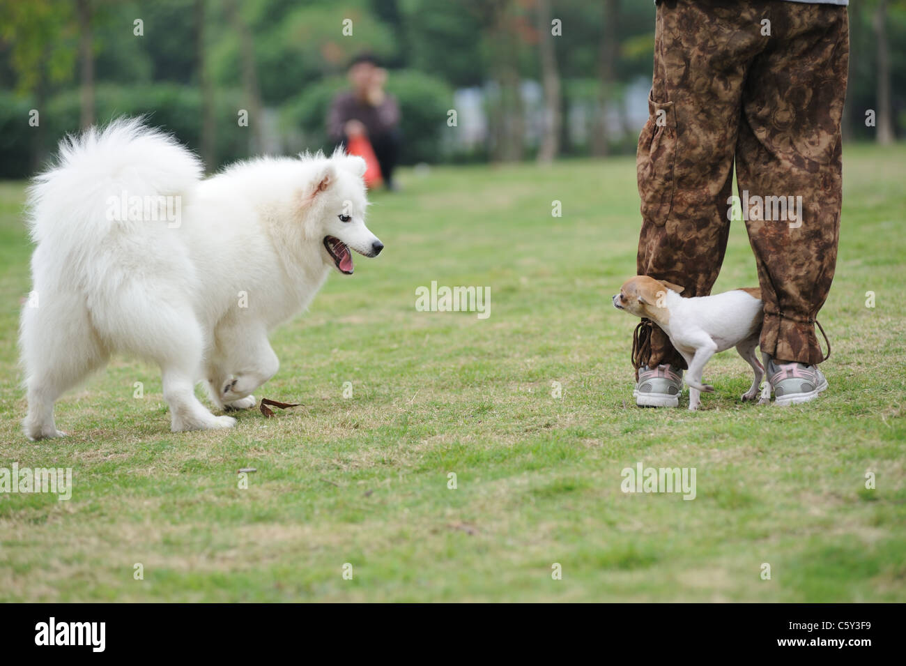 Two dogs playing together on the lawn Stock Photo - Alamy