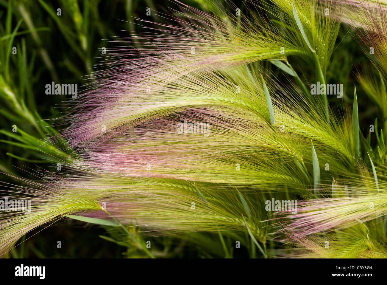 Hordeum jubatum hi-res stock photography and images - Alamy