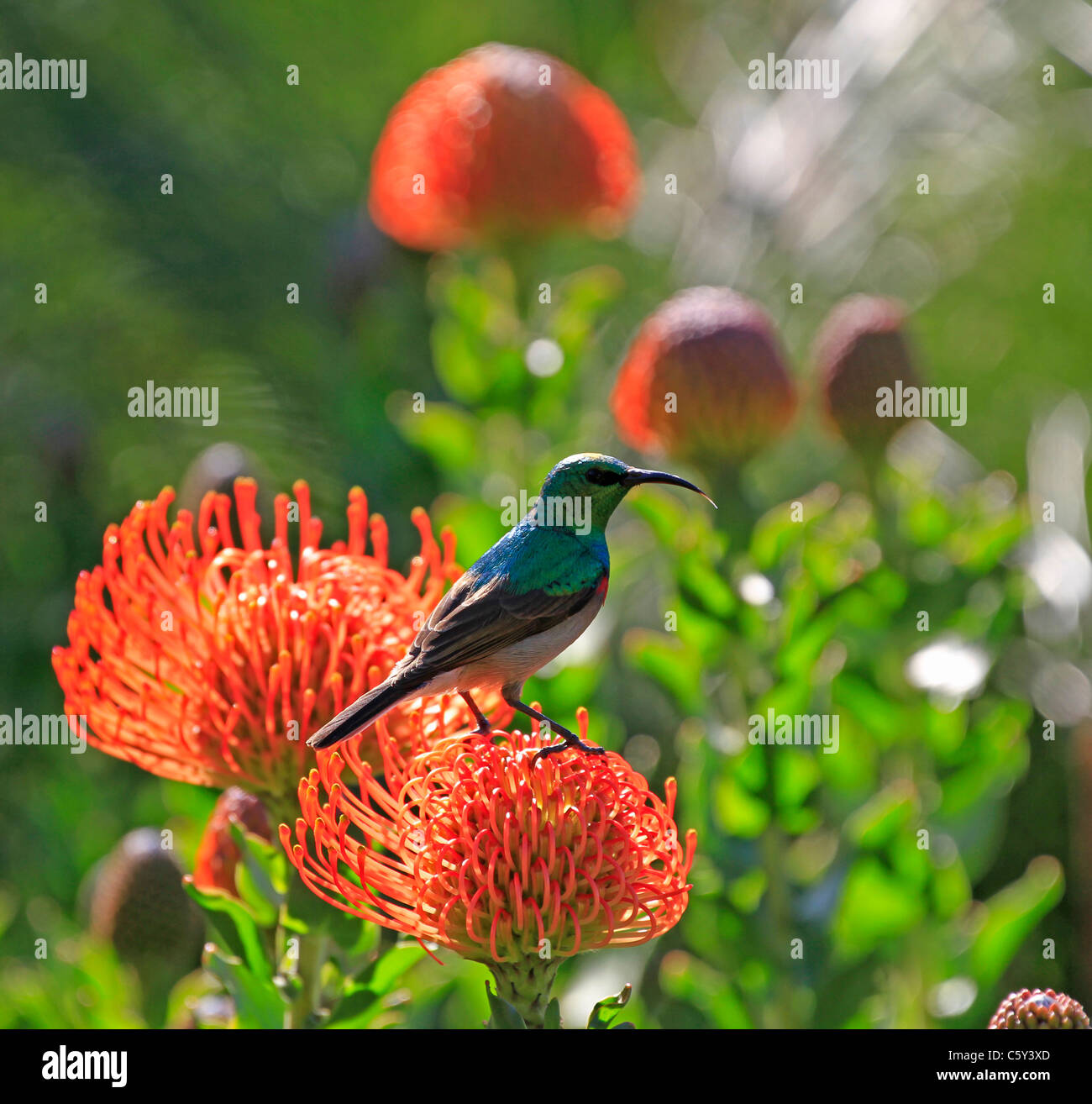Southern Double-collared Sunbird or Lesser Double-collared Sunbird ...