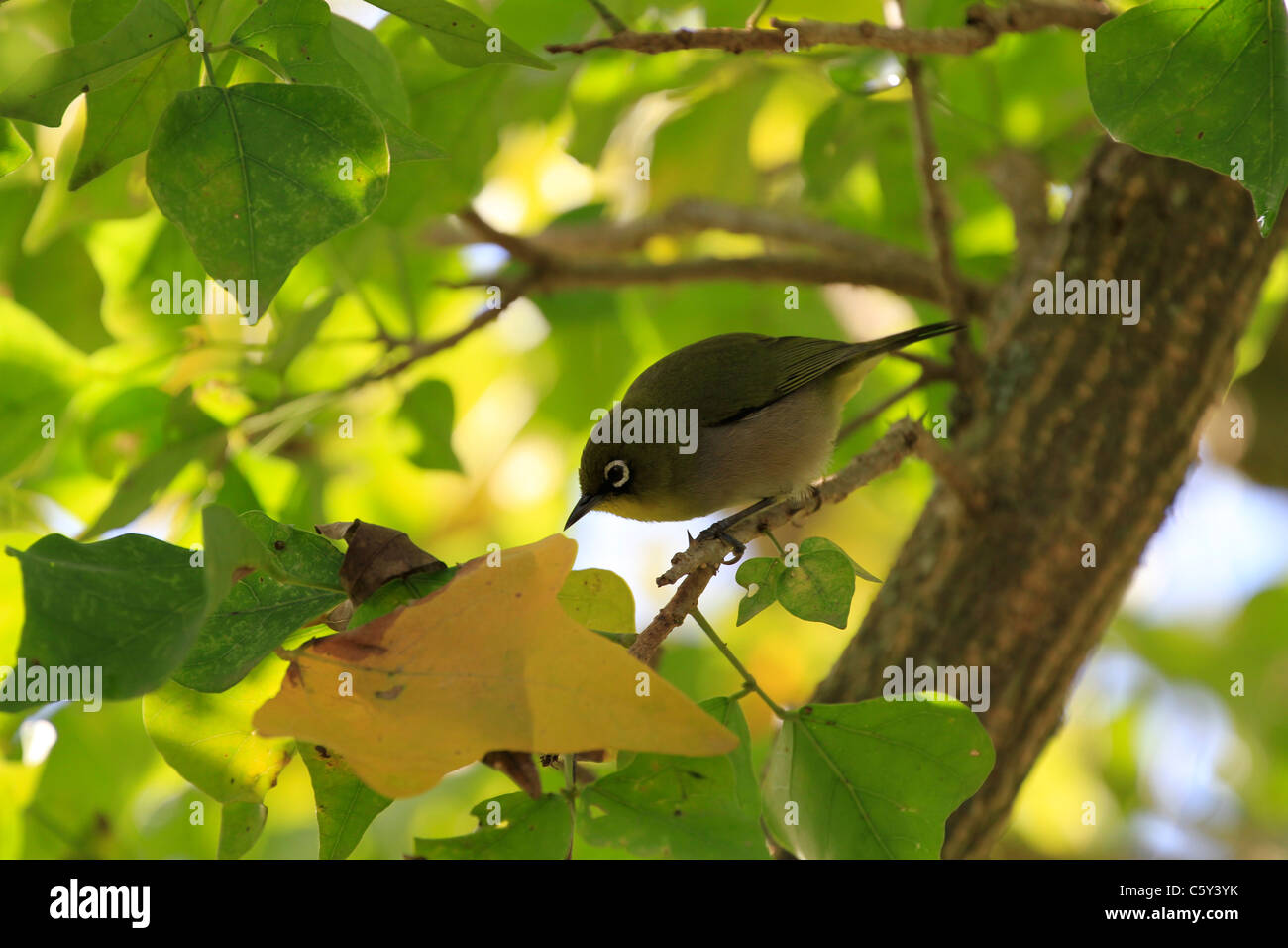 Cape White-Eye (Zosterops pallidus) in the gardens at Spier wine farm ...