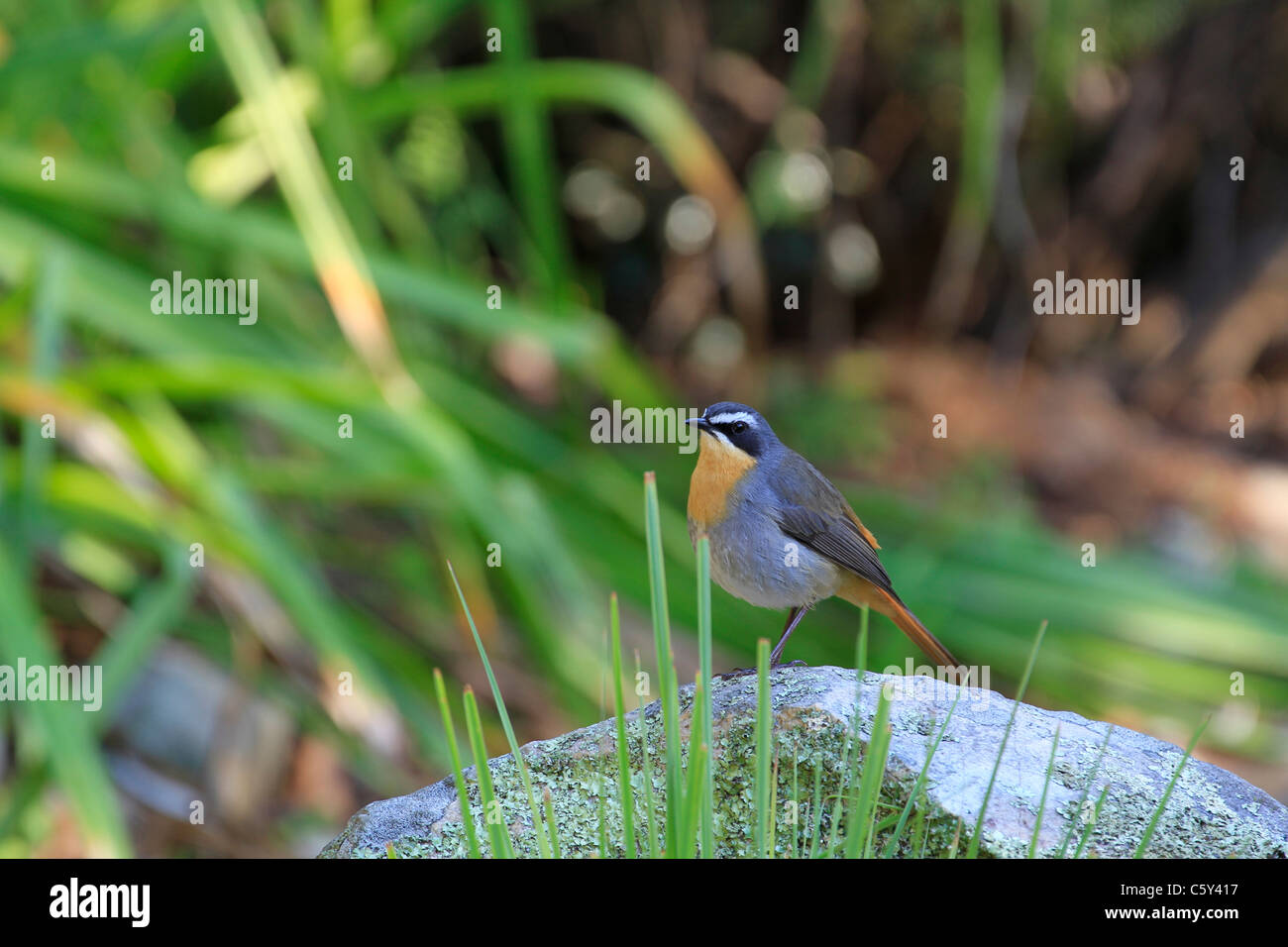 Cape Robin or Robin-Chat (Cossypha caffra) in the Kirstenbosch ...