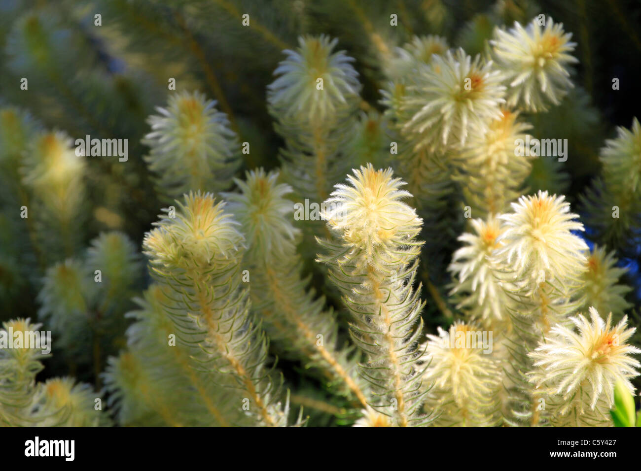 Phylica phylica pubescens hi-res stock photography and images - Alamy