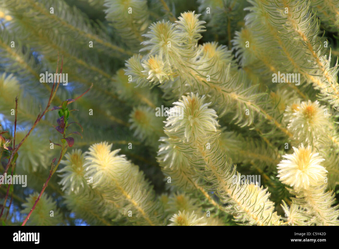 Phylica pubescens common names :featherhead ; veerkoppie in bloom in ...