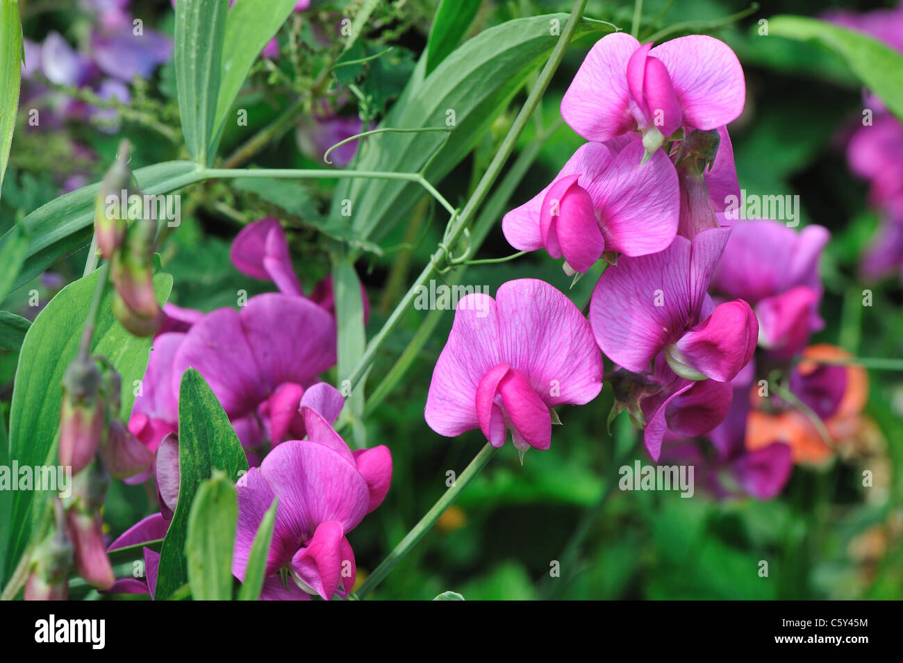 Perennial peavine - Perennial sweet pea - Everlasting pea (Lathyrus ...