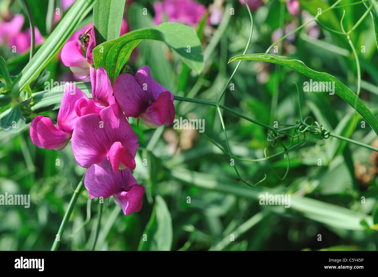 Perennial peavine - Perennial sweet pea - Everlasting pea (Lathyrus ...