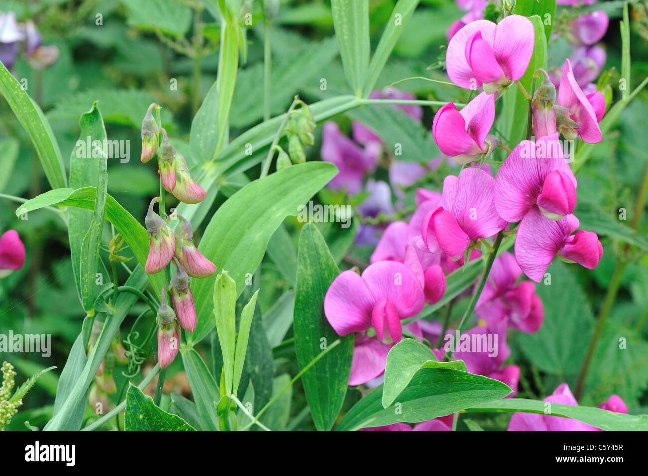 Perennial peavine - Perennial sweet pea - Everlasting pea (Lathyrus ...
