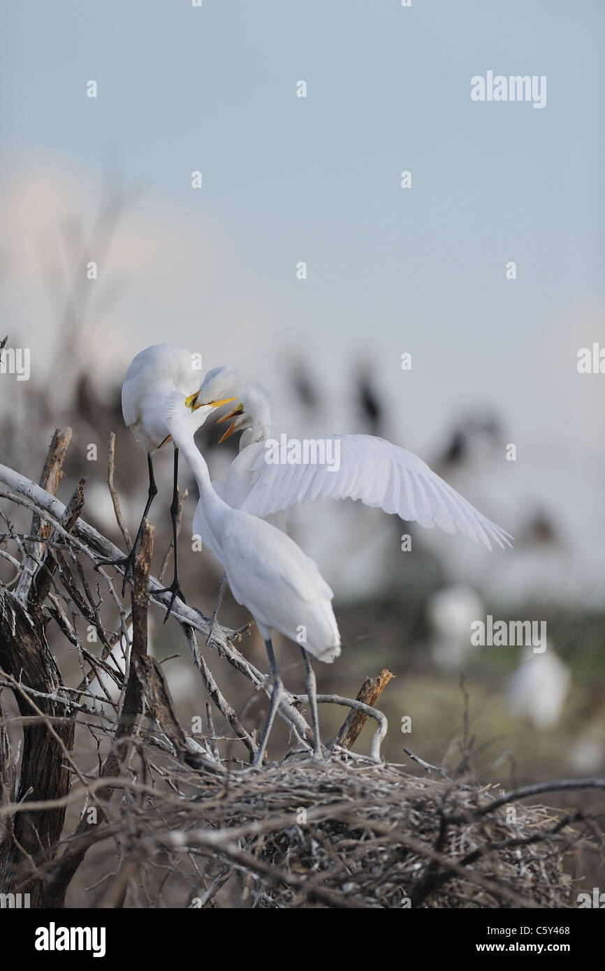Western Great egret - Common egret - Great white egret (Ardea alba ...
