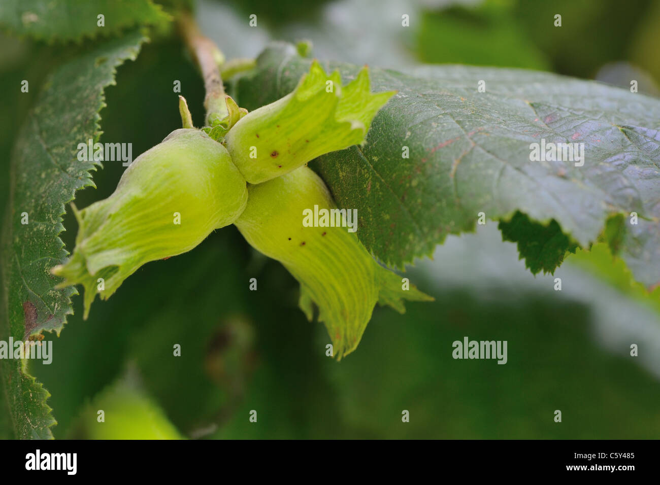 Common Hazel - Hazelnut (Coryllus avellana) nuts in summer Belgium ...
