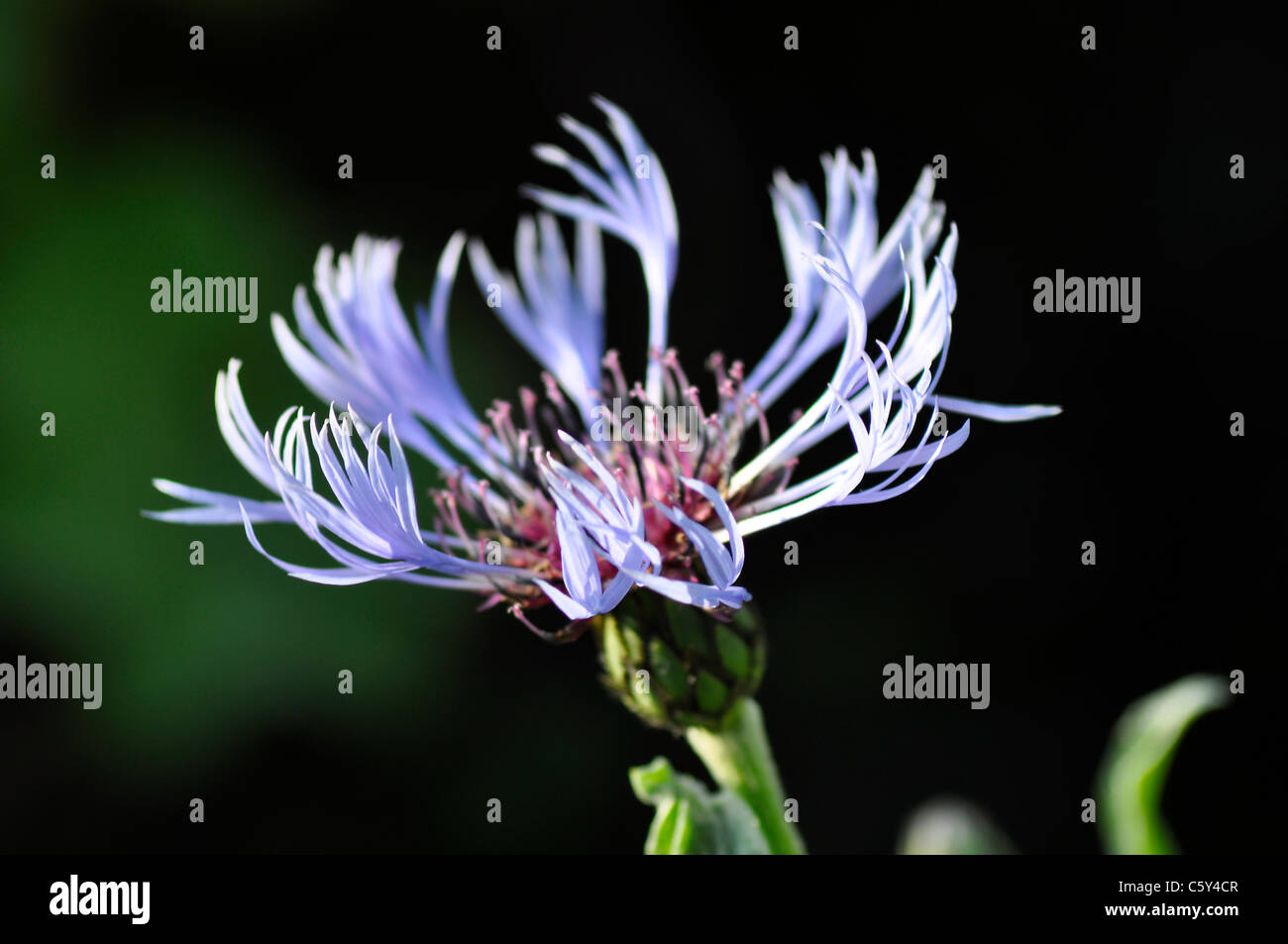 An image of a purple corn flower, shot with a shallow depth of field ...