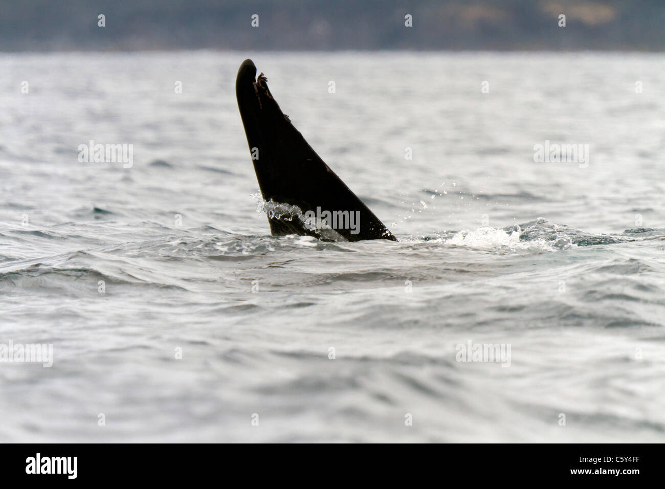 Orca Dorsal Fin High Resolution Stock Photography and Images - Alamy