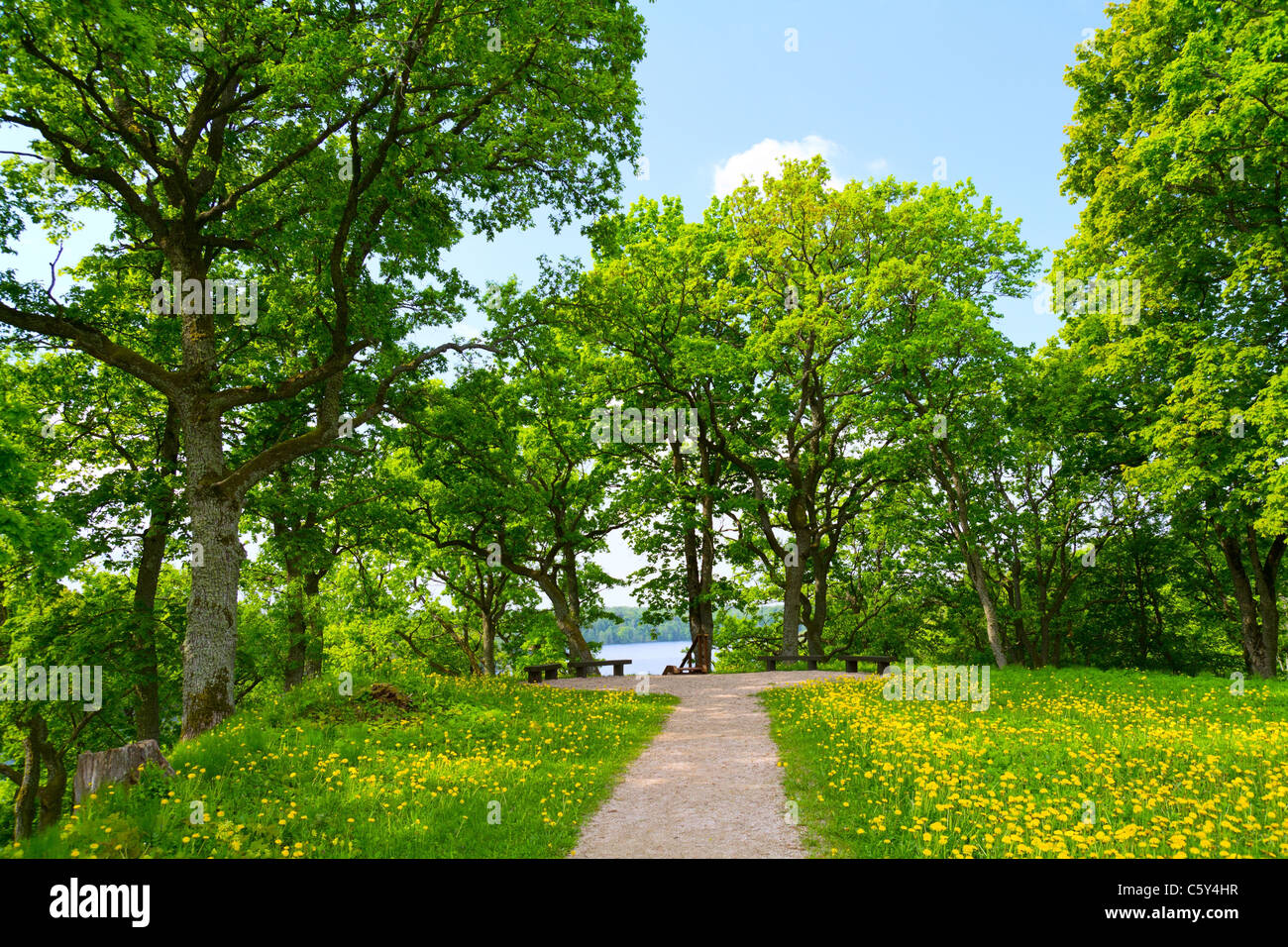 summer park, trees Stock Photo - Alamy
