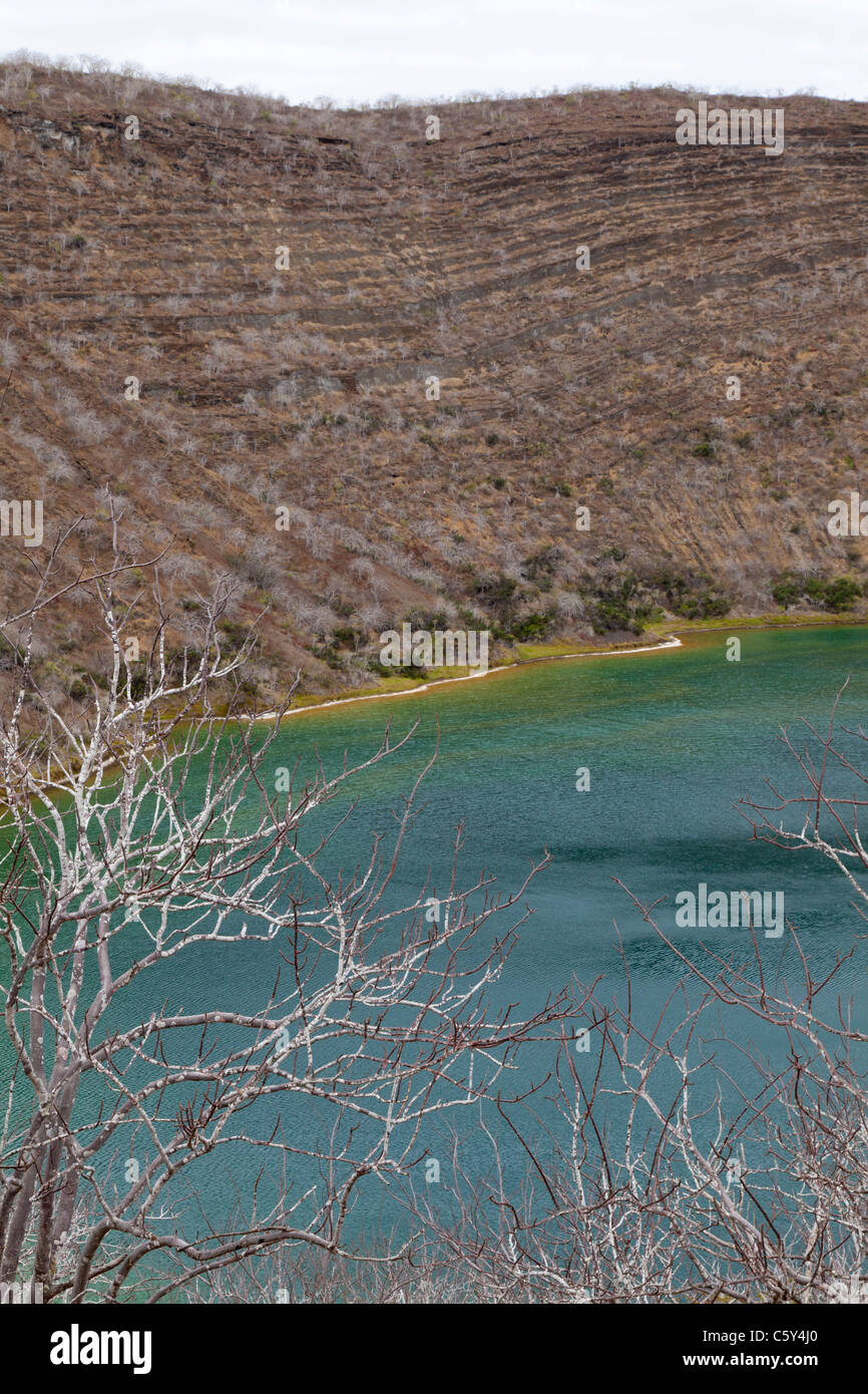Palo santo trees surrounding the salt water filled volcanic caldera ...