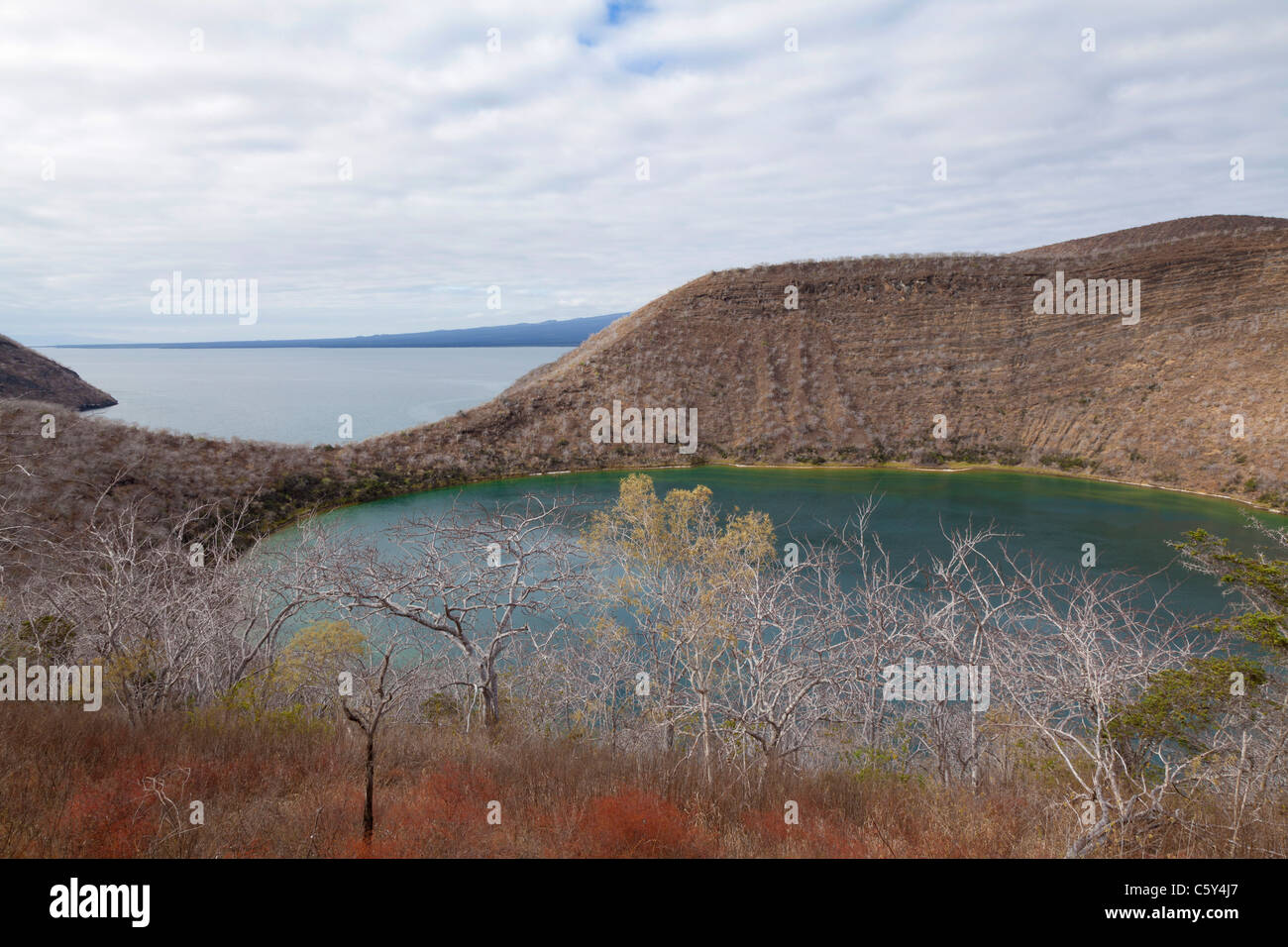 Salt water lagoon in a volcanic caldera, Isabella Island, Galapagos ...