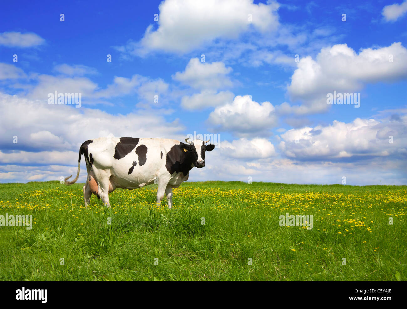 cow on meadow Stock Photo - Alamy