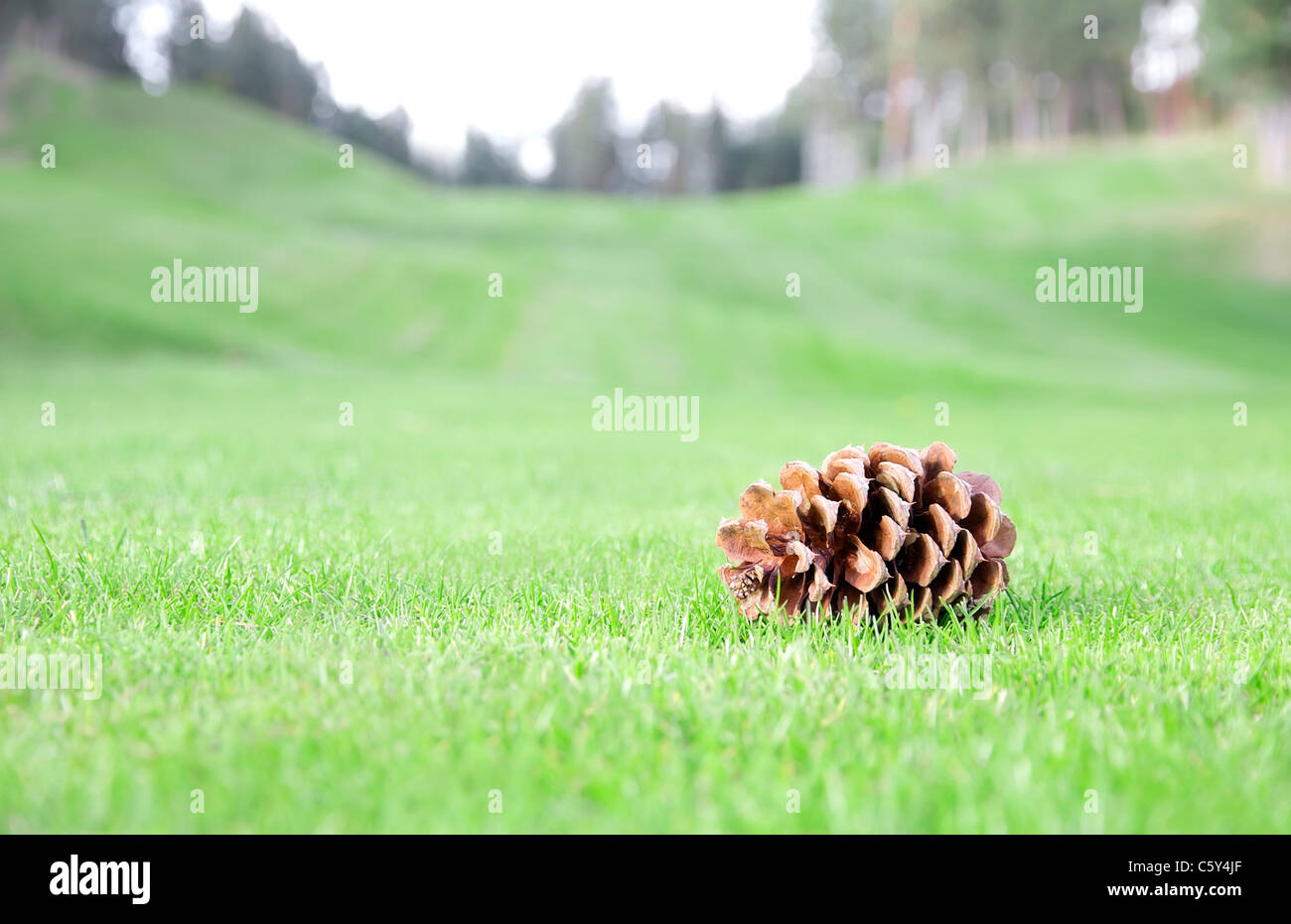 Single bump on lawn grass Stock Photo - Alamy