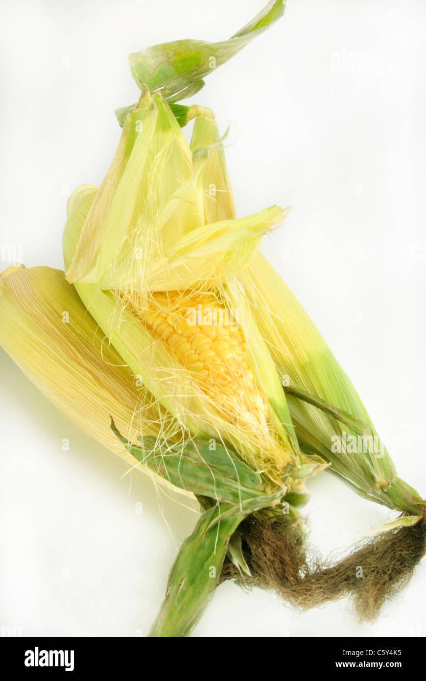 Bt maize hi-res stock photography and images - Alamy