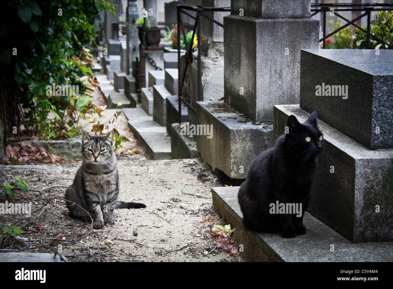 Cats in a cemetery Stock Photo - Alamy
