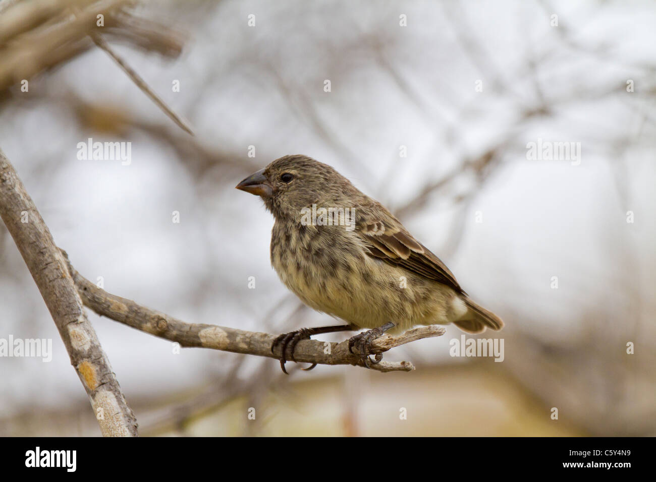 Small female ground finch on branch, Isabela Island, Galapagos Stock ...