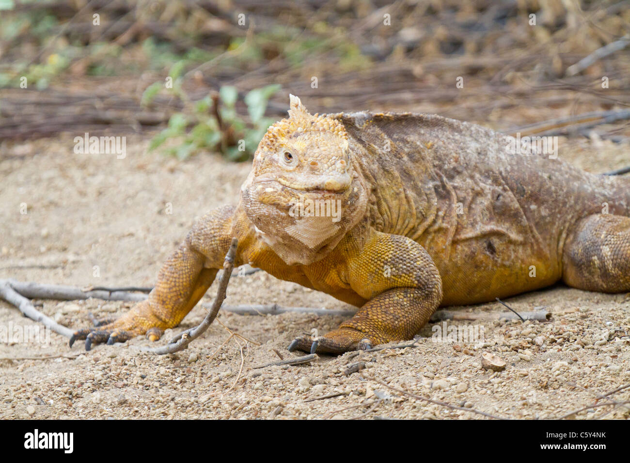 Land iguana urbina bay hi-res stock photography and images - Alamy