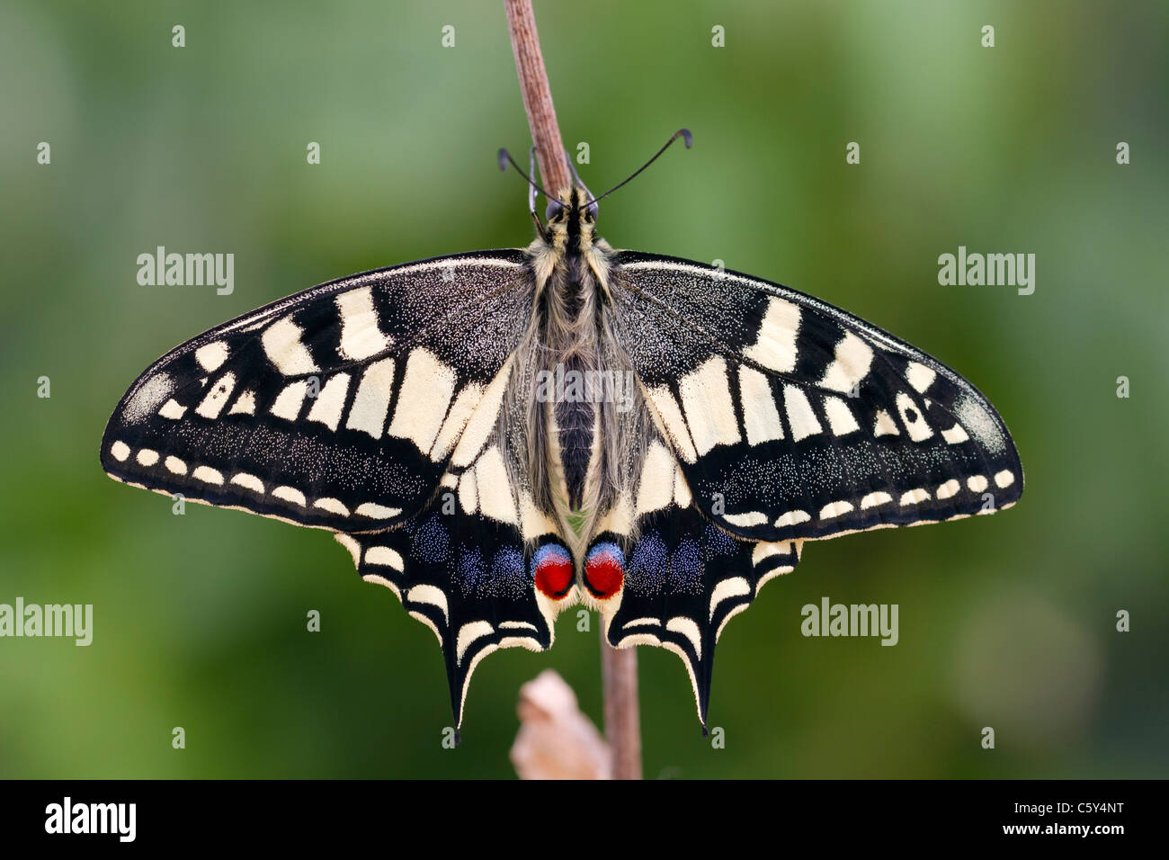 Swallowtail butterfly uk hi-res stock photography and images - Alamy