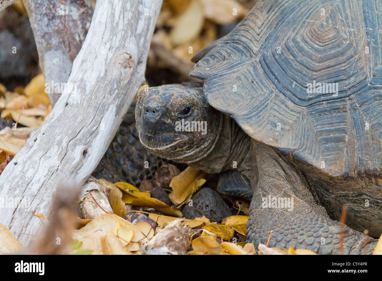 Tortoise In The Wild High Resolution Stock Photography and Images - Alamy