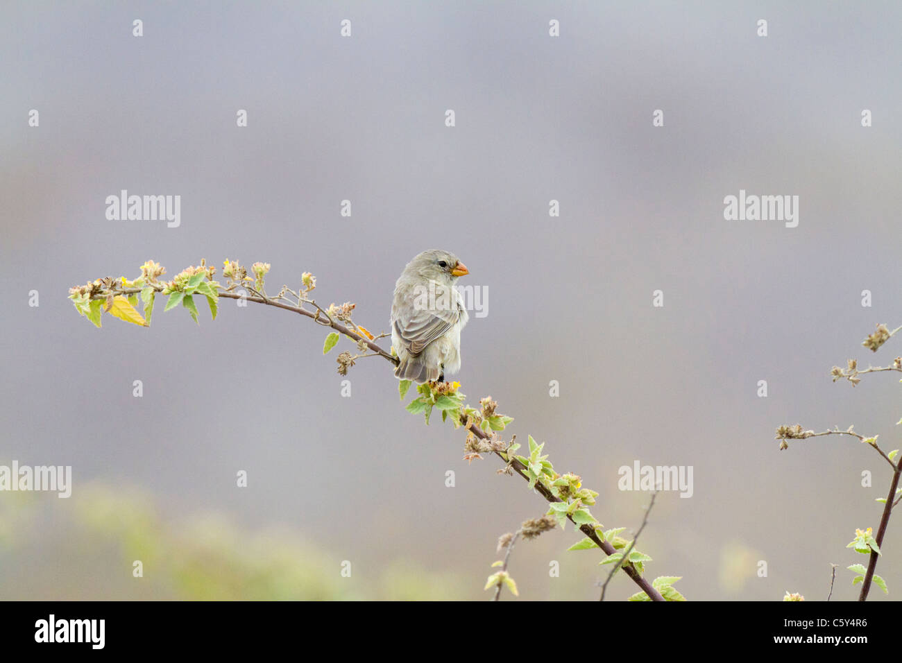 Small female tree finch on flowering branch, Isabela Island, Galapagos ...