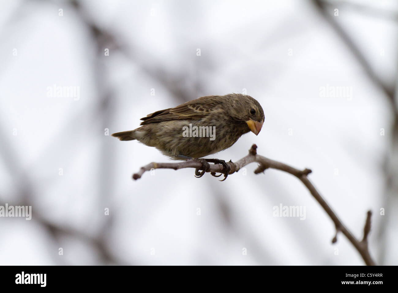 Female small tree finch (Camarhynchus parvulus Stock Photo - Alamy