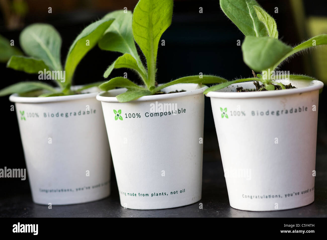 Compostable plant pots hi-res stock photography and images - Alamy