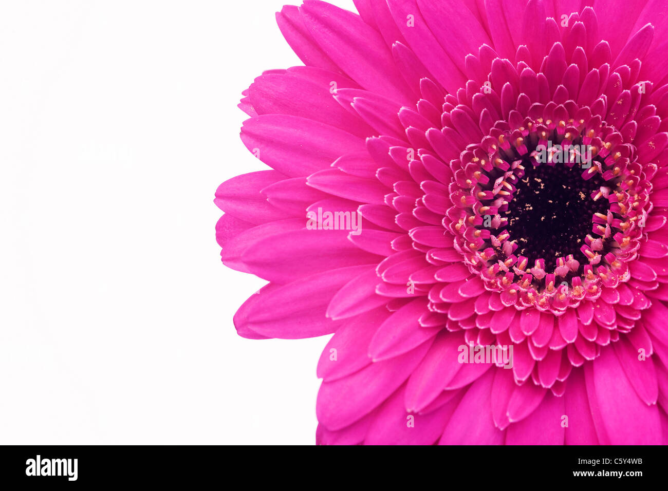 Deep pink pattern hi-res stock photography and images - Alamy