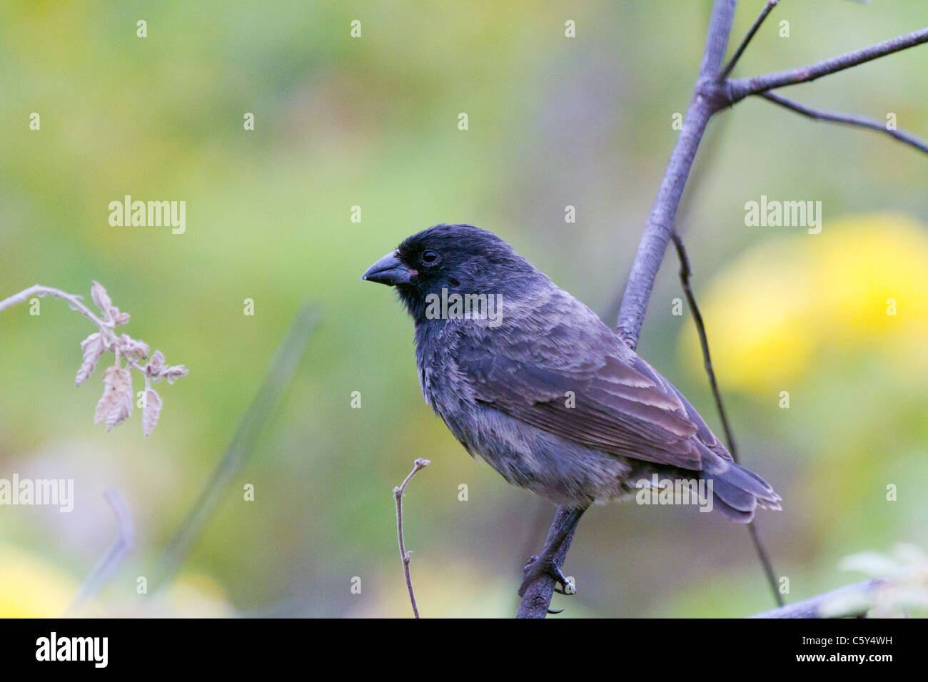 Male tree finch perched on branch, Isabela Island, Galapagos Stock ...