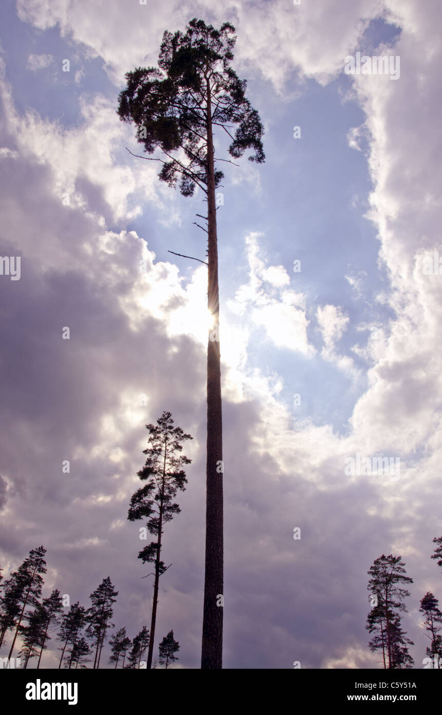 Top of the pine trees and nice sky with sunlight Stock Photo - Alamy