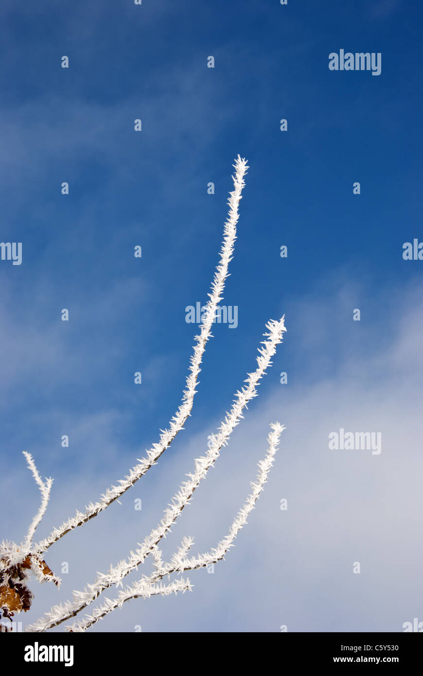 white frost covered branches and thorn of the tree in very cold winter ...