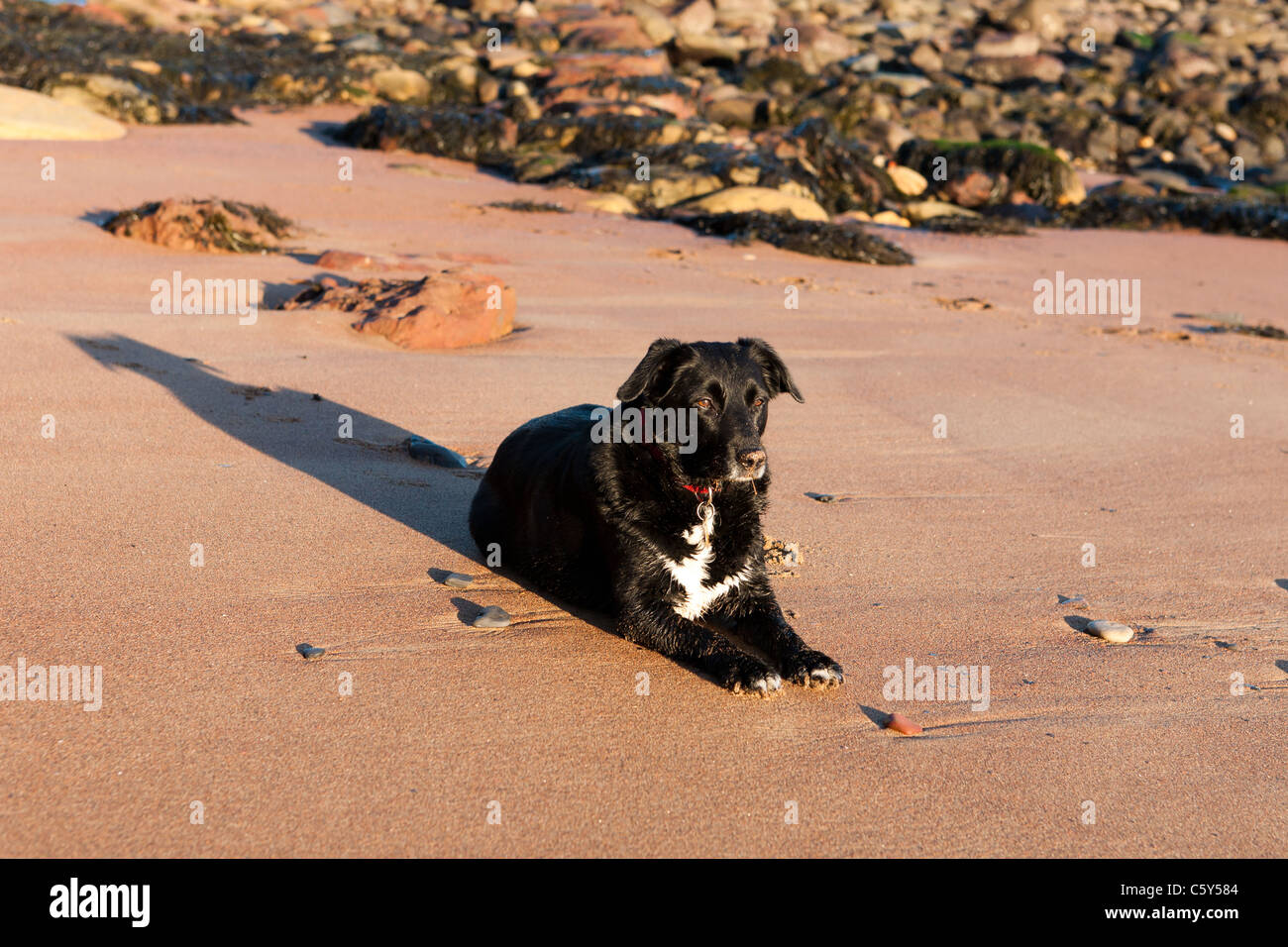 Meg resting on the sand and being glanced by the Low Sun at Saltwick ...