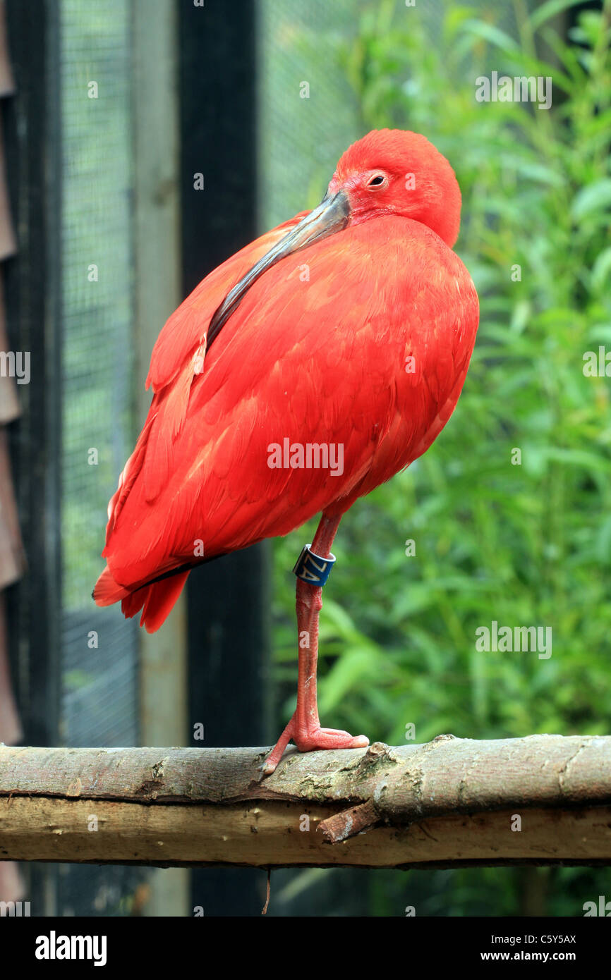A scarlet ibis Stock Photo - Alamy