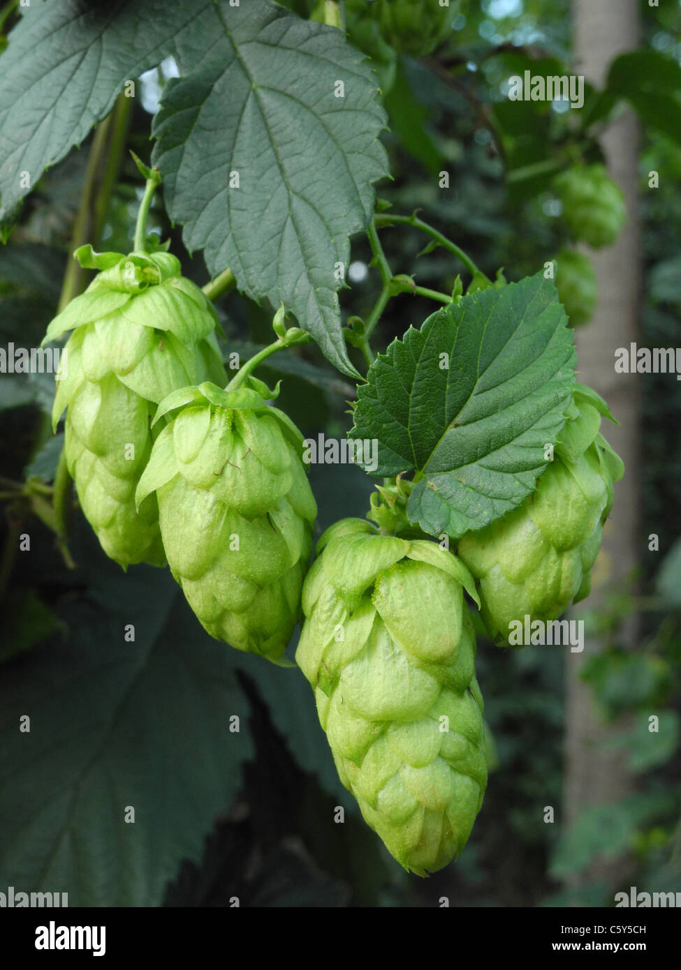 Hops cone hi-res stock photography and images - Alamy