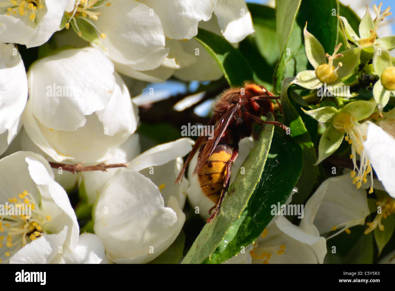 Female hornet hi-res stock photography and images - Alamy