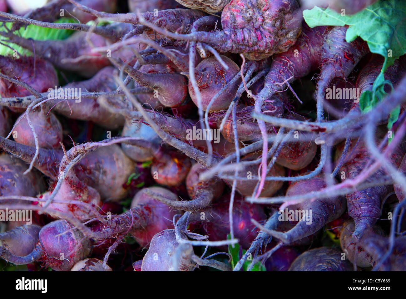 Fresh fruit and vegetables on display at Paddy's Market in Sydney ...