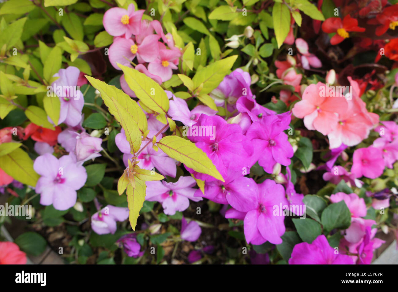 Pansy mix hi-res stock photography and images - Alamy