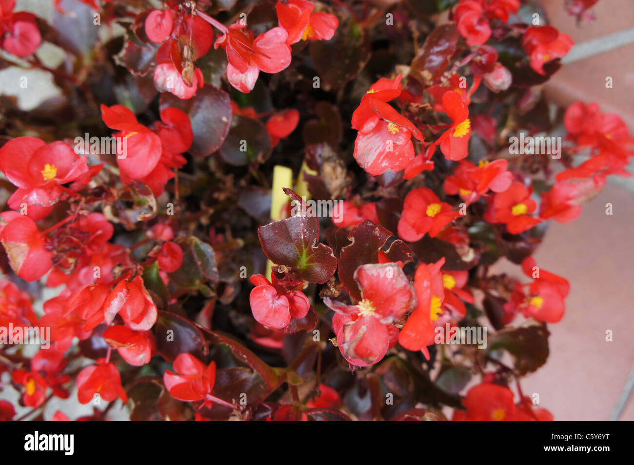 Pretty red flowers in a pot on terracotta tiles in Italy Stock Photo ...