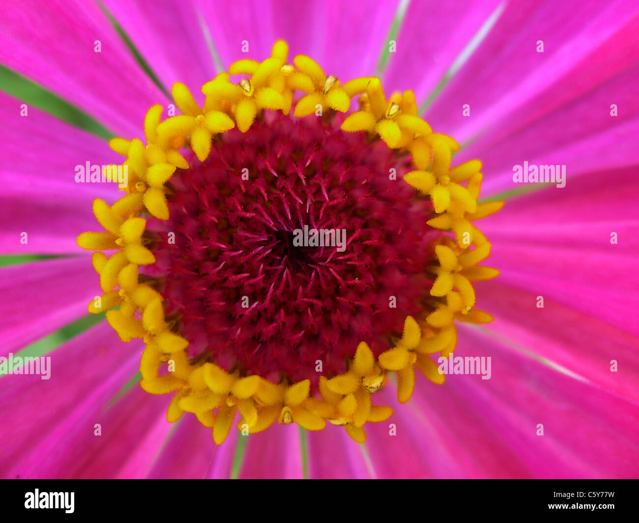 PInk flower close up Stock Photo - Alamy