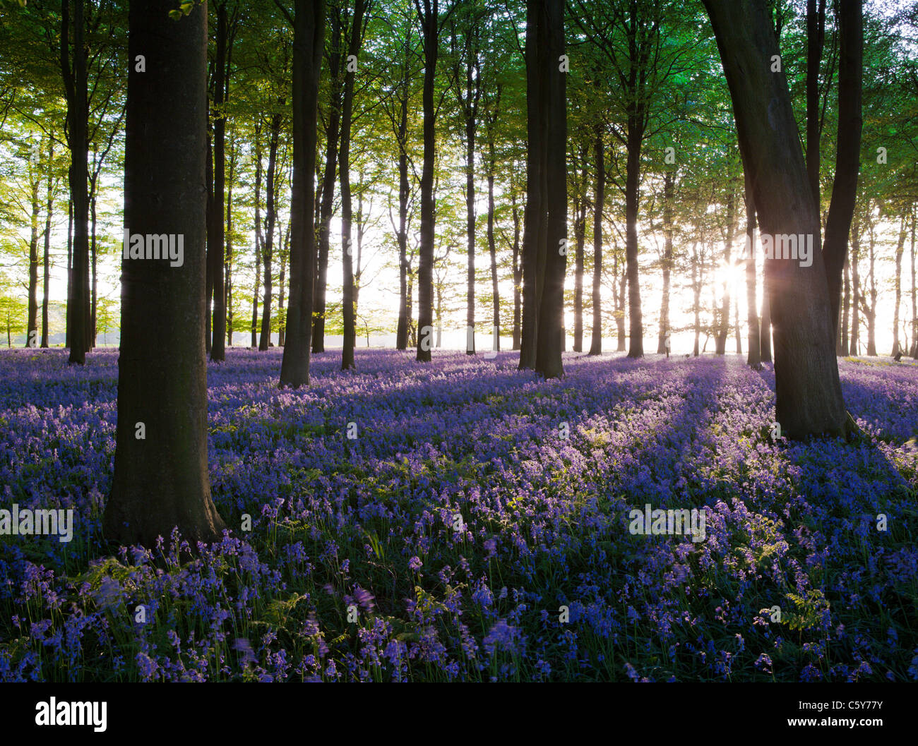 Bluebells with sun rays coming through trees at sunset in a forest in ...