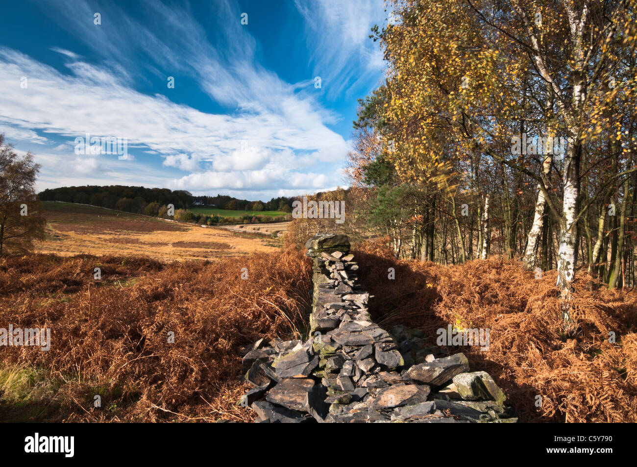 A partially collapsed dry-stone wall amongst the golden colours of ...