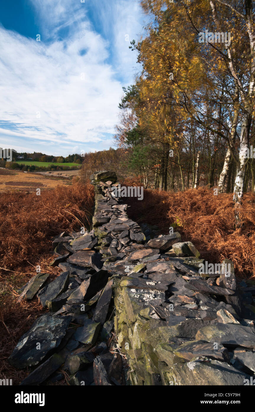 A partially collapsed dry-stone wall amongst the golden colours of ...