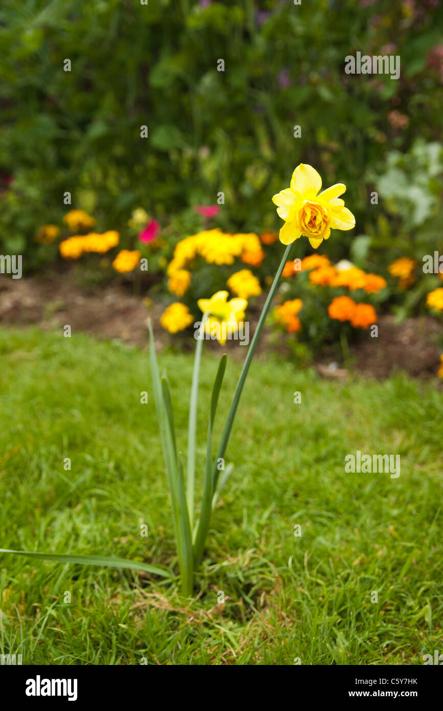 Daffodil petals hi-res stock photography and images - Alamy