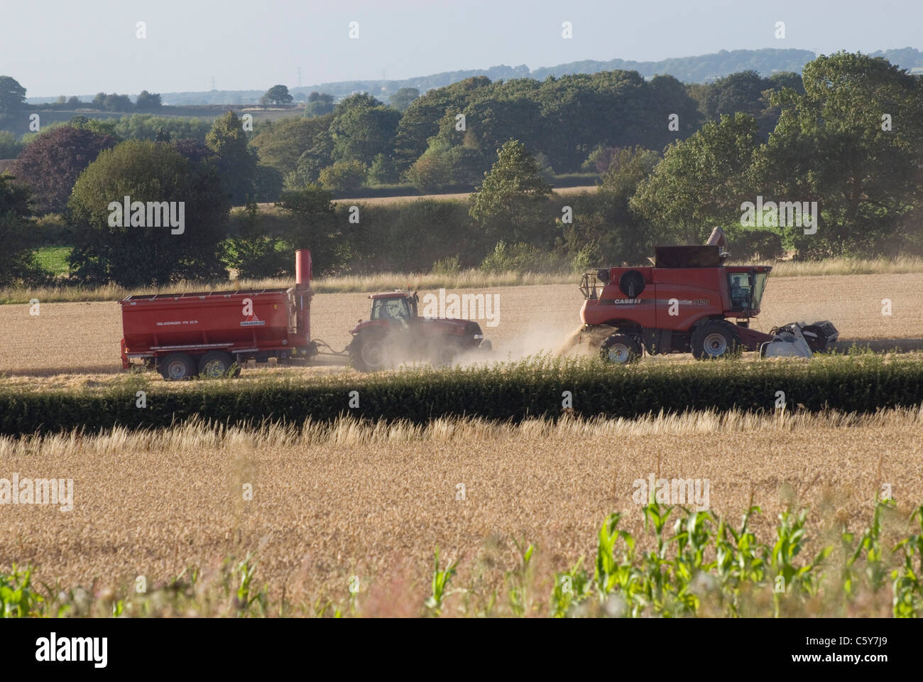Combine harvester in corn fields of England Stock Photo - Alamy